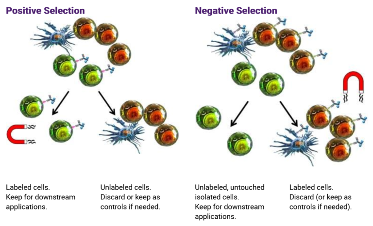 Magnetic Cell Seperation – MojoSort™ – IDA Yasam Teknolojileri